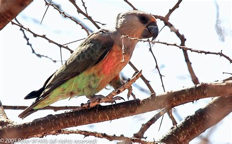 Parrot Red Bellied Poicephalus Rufiventris Male Kenya World Bird