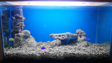 Saltwater Aquarium Set Up Youtube