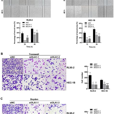 Knockdown Of Ola1 Expression Suppresses Endometrial Cancer Cell
