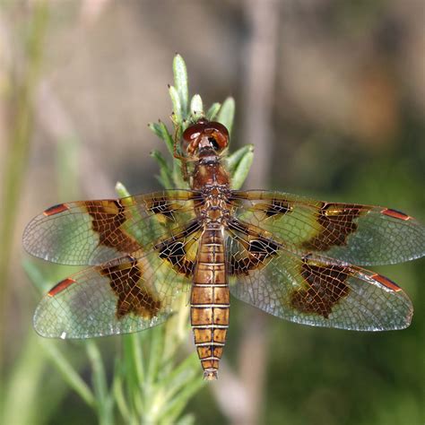 Eastern Amberwing Dragonfly Wings Eyes Sex Theyre All As