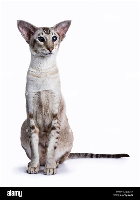 Adult Siamese Cat Sitting Straight Up On A White Background Looking To