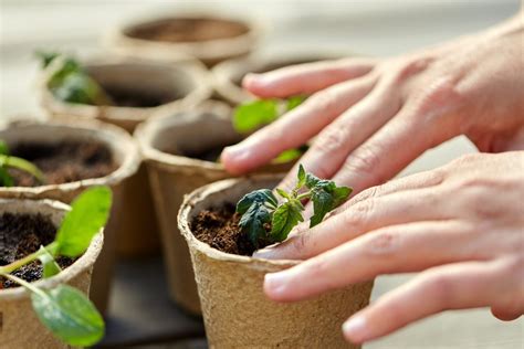 When Should You Plant Vegetable Seeds Storables