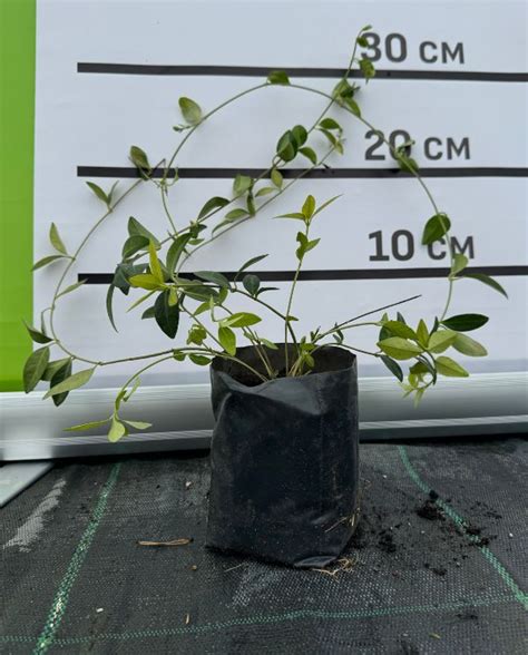 Малка винка Vinca Minor Дворът БГ