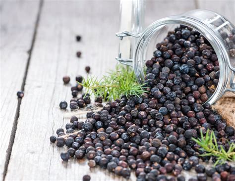 How To Make Juniper Berry Powder 2 Amazing Health Uses