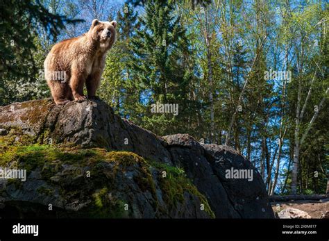Seattle Washington Usa 12th Apr 2024 Juniper An Alaskan Brown