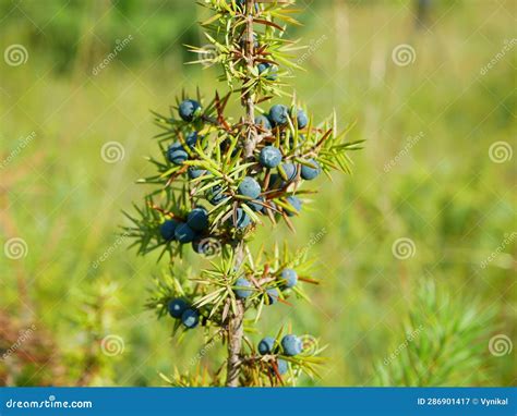 Juniper Juniperus Communis Common Fruits Berry Quality Natural Plant