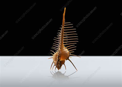 Murex Shell Stock Image C0462227 Science Photo Library