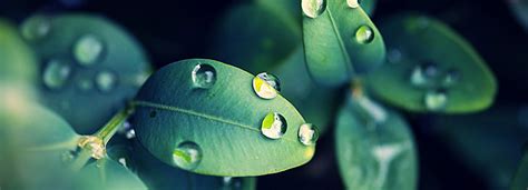 Transitional Provisions For And Controls Over Councils