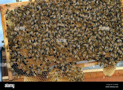Hive Frame Hi Res Stock Photography And Images Alamy