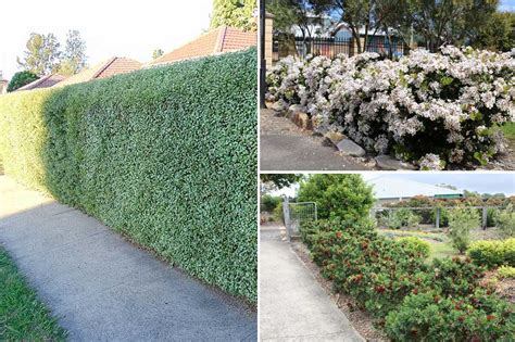 Best Hedge Plants In New Zealand Ozbreed New Zealand