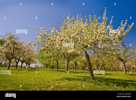Cattle In Orchard Of Sheppys Cider Near Taunton Somerset England Stock