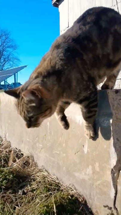 My Best Kitty Friend 😻 Rev Kitty Youtube