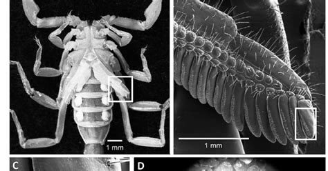 The Scorpion Files Newsblog Scorpion Pectines Are Probably Important