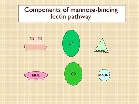 Ppt Complement System Activation And Regulation Overview For Immune Response Powerpoint