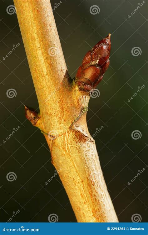 Bud Stock Photo Image Of Nature Detail Fresh Wood 2294264