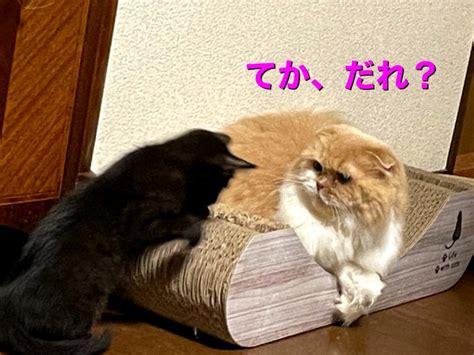 先住猫と新入り子猫 黄色い家さんの猫日記
