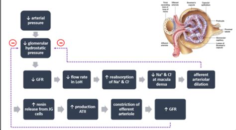 Week 5 Structure And Function Of The Kidneys Autoregulation