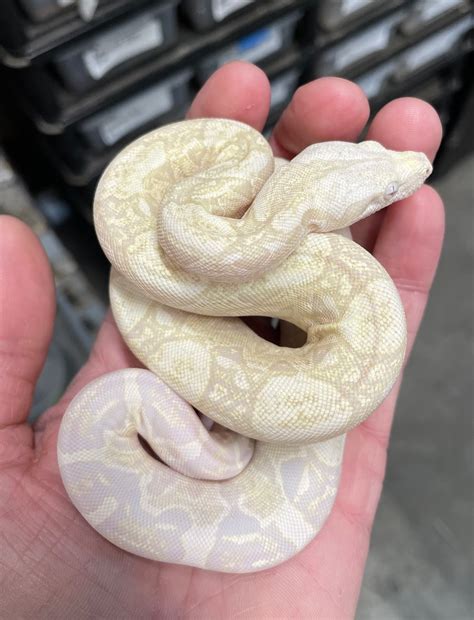 Snow Boa Boa Constrictor By Pet Kingdom Morphmarket