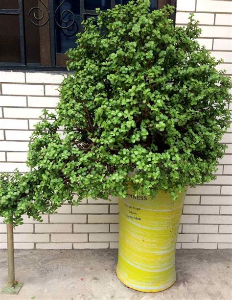 金枝玉葉這麼養，一個冬天沒有枯枝黃葉，整盆都是碧綠的葉子 每日頭條