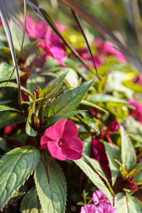 Graceful Grasses® Vertigo® Purple Fountain Grass Pennisetum