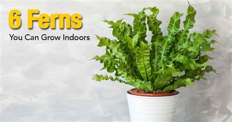 Types Of Potted Ferns