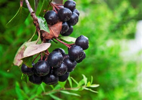 Marja Aronia Hoito Ja Leikkaus And Parhaat Reseptit Viherpiha