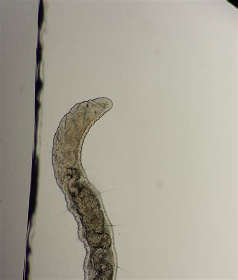 Detritus Worm Up Close Raquariums