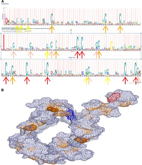 A Homolog Image Of PMCd With Other Cu And Cd MTs From Different Download Scientific Diagram