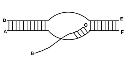 Transcription And Rna Processing Flashcards Quizlet