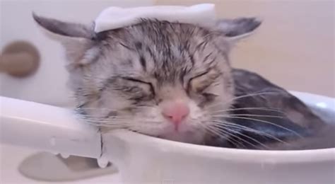 生まれて初めてお風呂に入る子猫、気持ちよさに目を細める 猫ジャーナル
