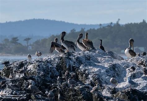 Whale Report August 2 2023 Pm Whales Puffins And Pelicans