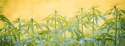 Historia Del Cannabis Desde China Hasta Usa Cannactiva