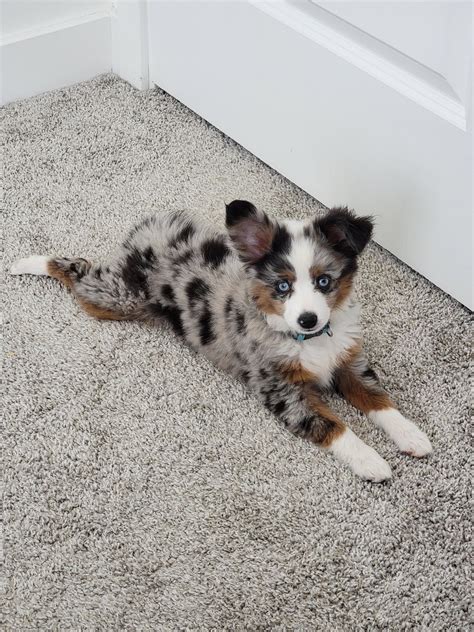 I never thought I could love a dog more than this little girl, she has my heart without a doubt ...