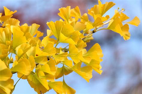超过 70000 张关于银杏公园和银杏的免费图片 Pixabay