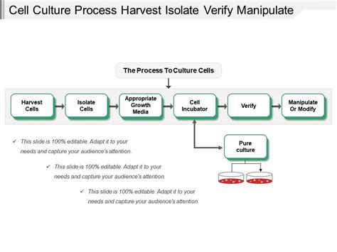 Cell Culture Process Harvest Isolate Verify Manipulate Powerpoint Shapes Powerpoint Slide