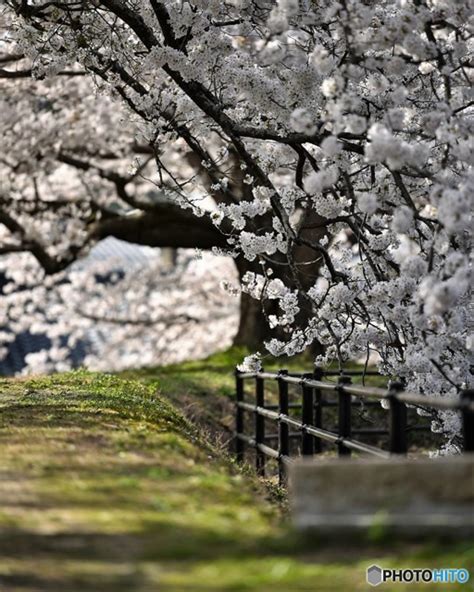いつか君と歩いた道 By 30 06 （id：7668452） 写真共有サイトphotohito