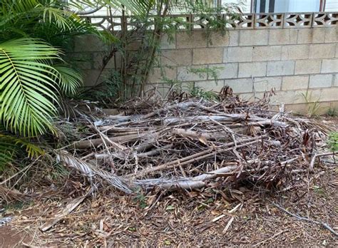 Hawaii Landscape Cleanout Ditch And Brush Clearing Oahu