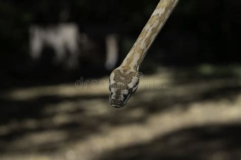 Coastal Carpet Python Stock Image Image Of Nature Super 337550839 Coastal Carpet Python Stock Image Image Of Nature Super 337550839