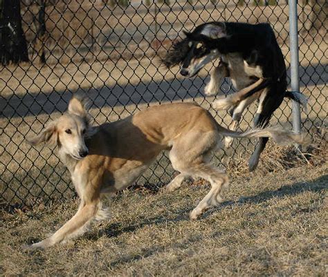 Saluki Tails