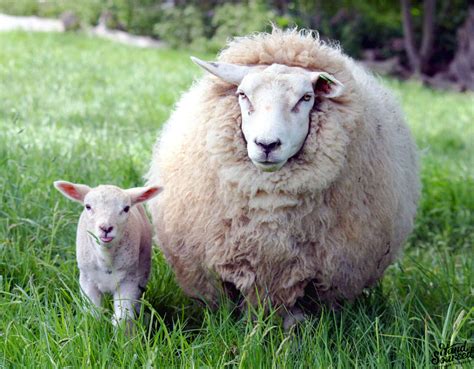 Download Adorable Lamb Grazing In Green Pasture