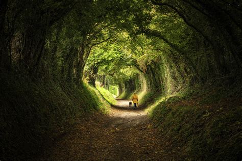 Halnaker Tree Tunnel Photo Spot Halnaker