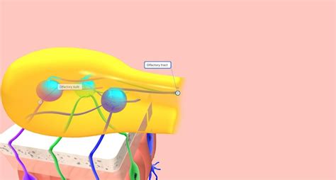 Premium Photo The Transmission Of Action Potential