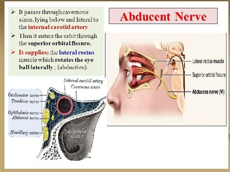 Oculomotor Trochlear Abducens And Facial Nerve Dr Gallatz