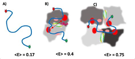 Model Of Ssdna Compaction By Palb2 Dbd Dimer And Tetramer A Download Scientific Diagram