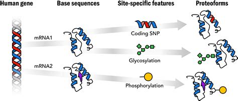 The Human Proteoform Project Defining The Human Proteome Science Advances