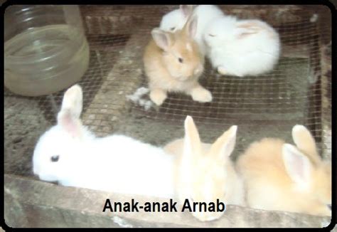 Anim Agro Technology Ternakan Arnab Cepat Membiak