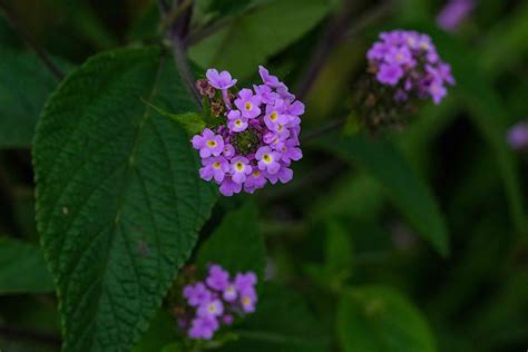 How To Grow And Care For Trailing Lantana For Year Round Blooms
