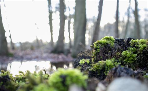 Moss Stump Forest Free Photo On Pixabay Pixabay