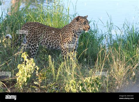 Leopard Was Originally Given To The Cat Now Called Cheetah Hi Res Stock