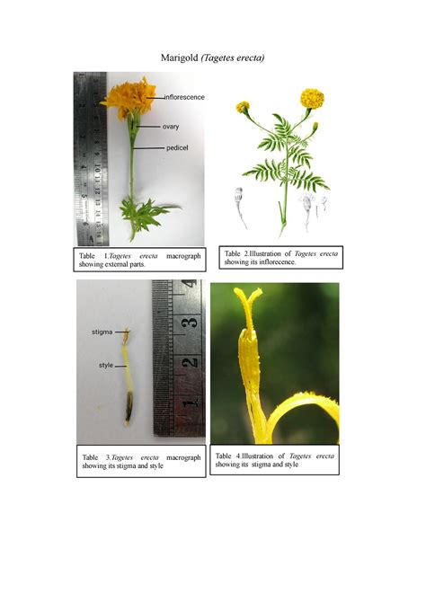Marigold Labeling 2021 Marigold Tagetes Erecta Table 2 Of Tagetes